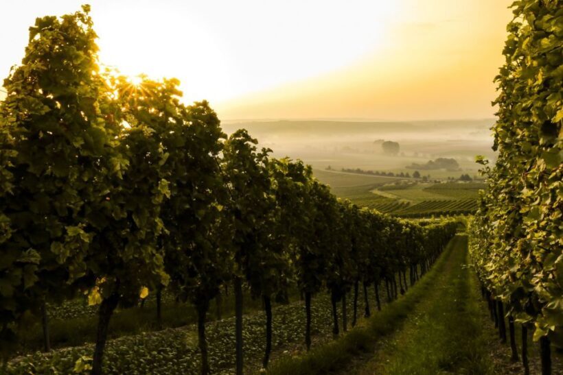 Exclusive Bolgheri Full-Day Wine Tour from Florence - Transportation and Logistics