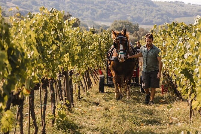 Exclusive Brunello di Montalcino tour from Florence - What Makes This Tour Stand Out?