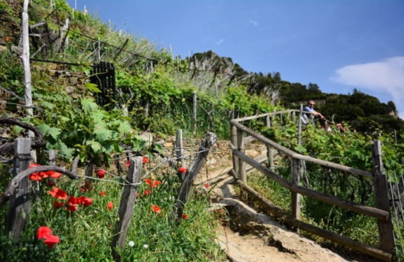 Exclusive Cinque Terre Day Trip from Florence - Who Will Love This Tour?