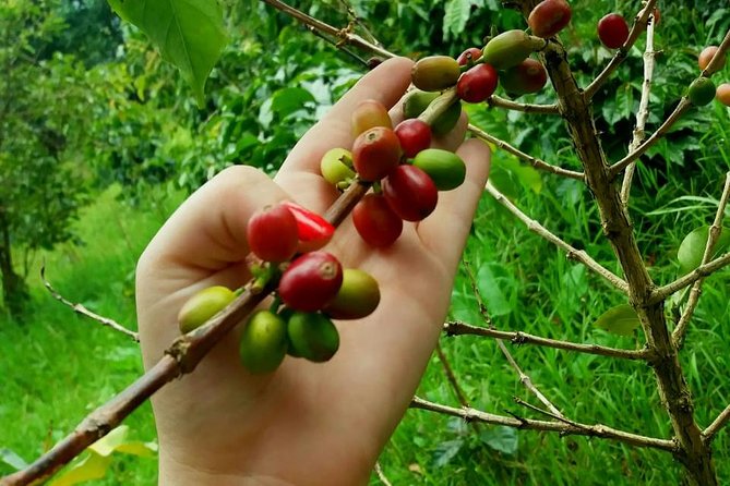 Exclusive Coffee Experience: Hacienda Coloma Tour From Bogotá - Travel Logistics
