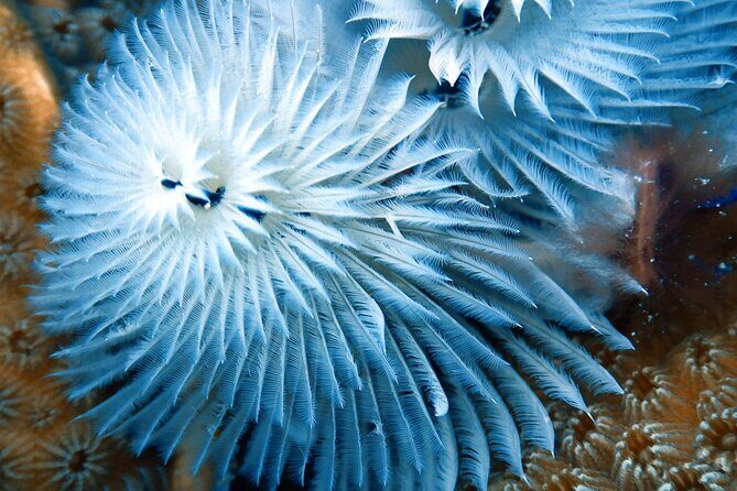 Exclusive Concierge Shore Dive  Small Group Adventure (2+Divers) - The Itinerary and What to Expect