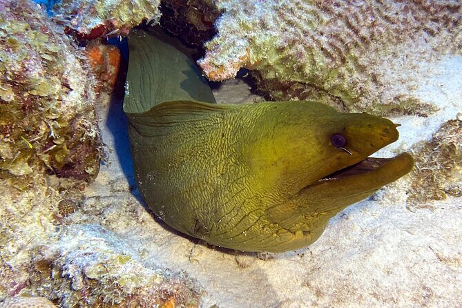 Exclusive Concierge Shore Dive  Small Group Adventure (2+Divers) - The Sum Up