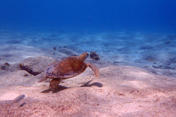 Exclusive Concierge Shore Dive  Small Group Adventure (2+Divers) - FAQ