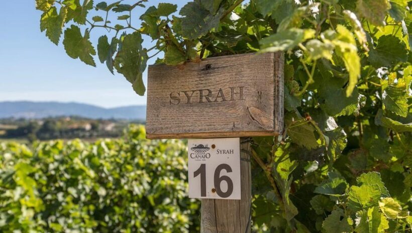 Exclusive Cortona Tour, Land of Tuscan Syrah - Exploring Cortona: A Medieval Jewel