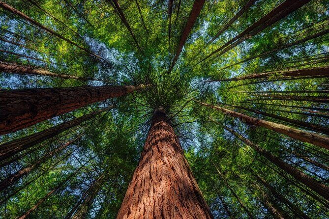 Exclusive Day Trip from Te Puia to Wine Tasting and Redwoods - The Sum Up