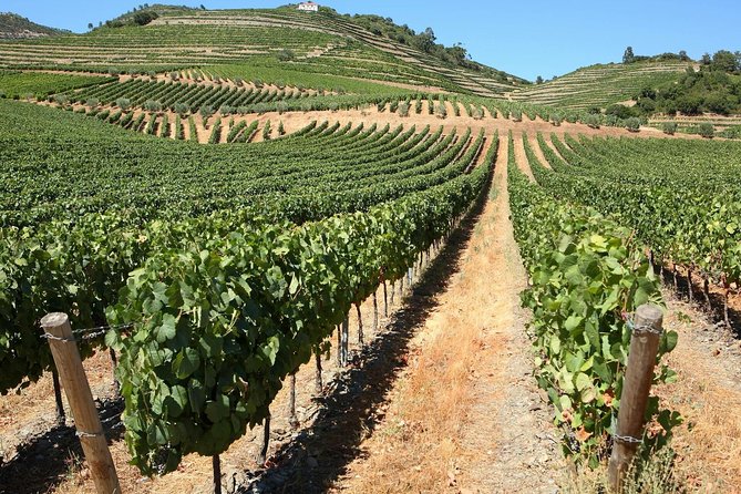 Exclusive Douro Valley: Visit 3 Wineries, 9 Wine Tastings & Lunch - Practical Considerations
