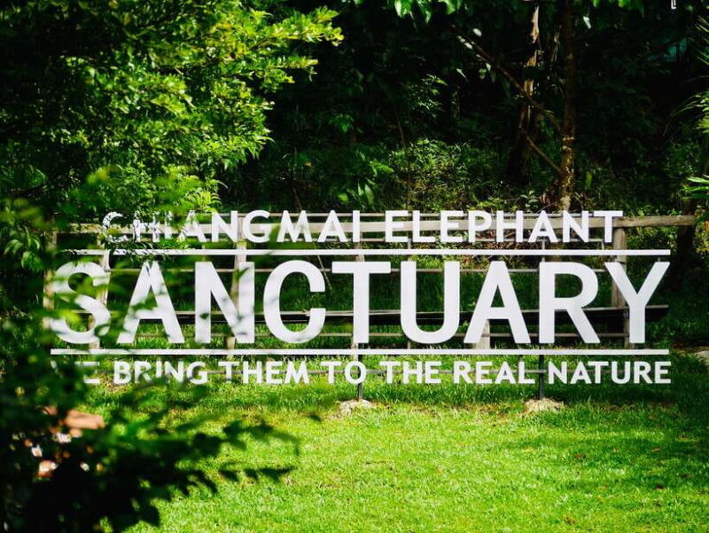 Exclusive experience half day with family giant animals - The Sum Up: A Genuine Connection with Elephants in Chiang Mai