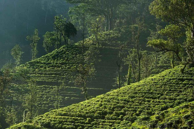 Exclusive : Explore Countryside of Nuwara Eliya by Tuk-Tuk - Authentic and Positive Traveler Feedback