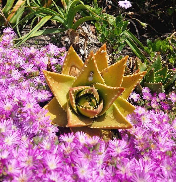 Exclusive full day guided tour - West Cornwall - Food, Local Flavors, and a Relaxing Break