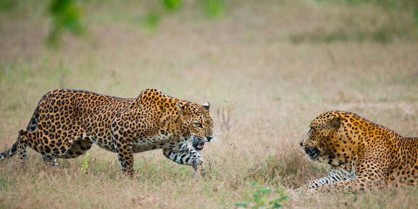 Exclusive : Full-Day Leopard Safari Yala With Picnic Lunch - A Detailed Look at the Safari Experience