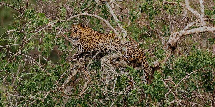 Exclusive : Full-Day Leopard Safari Yala With Picnic Lunch - Authentic Feedback from Participants