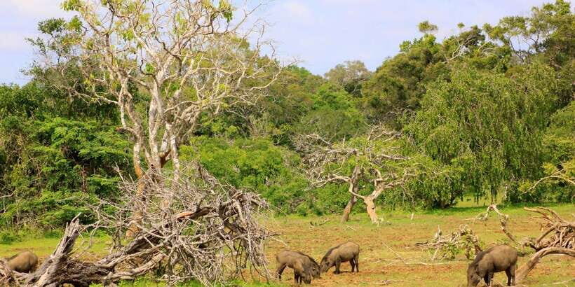 Exclusive : Full-Day Leopard Safari Yala With Picnic Lunch - The Sum Up