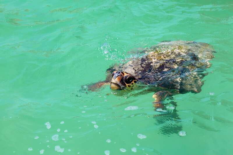 Exclusive Full Day Nature Expedition in Sian Ka'an - FAQ