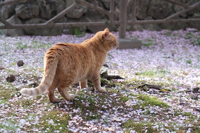 Exclusive Gion Kyoto Photoshoot: A Private Experience - Common Questions