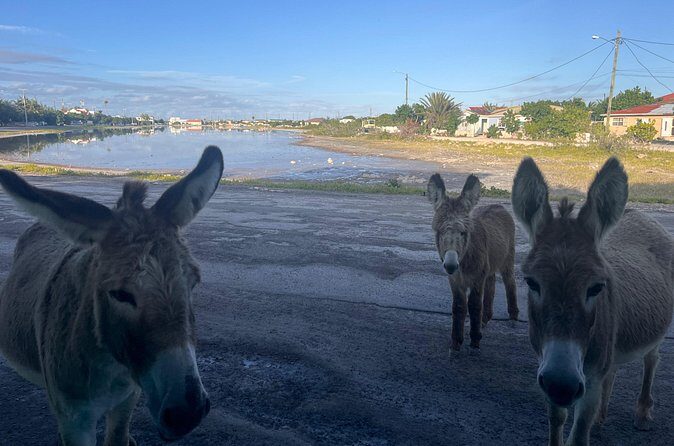 Exclusive Grand Turk Island Tour - FAQ