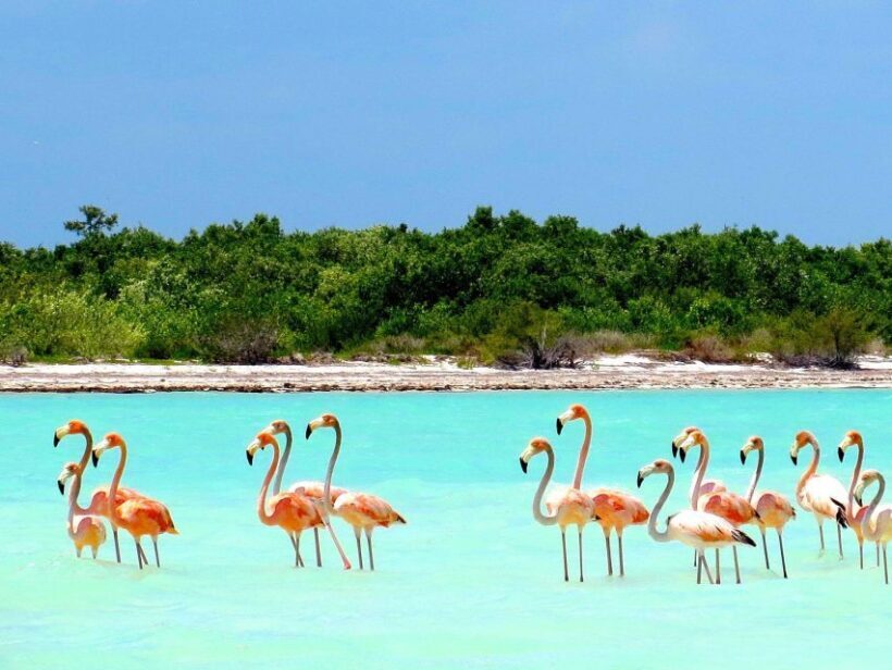Exclusive Holbox: Yalahau, Punta Mosquito and Isla Pasion - Final Thoughts