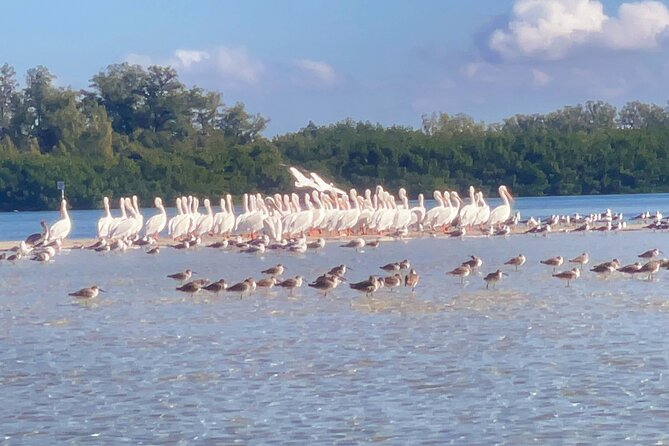 Exclusive Kayak Expedition: Exploring the Mangroves to Shell Key - Key Points