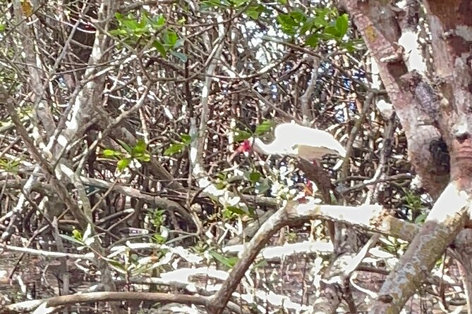 Exclusive Kayak Expedition: Exploring the Mangroves to Shell Key - FAQ