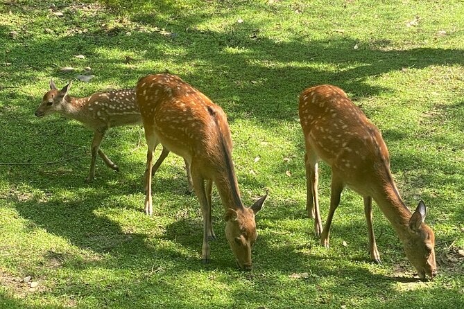 Exclusive Luxury Day Tours Serene Nara - Pickup and Transportation Options