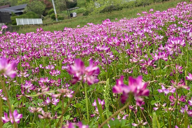Exclusive Luxury Day Tours Serene Nara - Highlights of the Nara Region