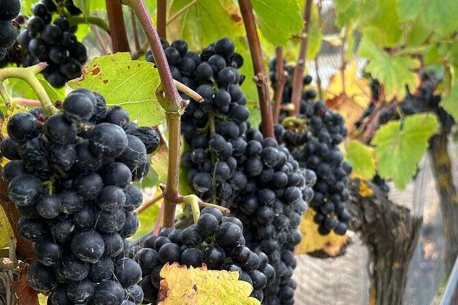 Exclusive Martinborough Wine Tour - Value for Money: Does It Make Sense?