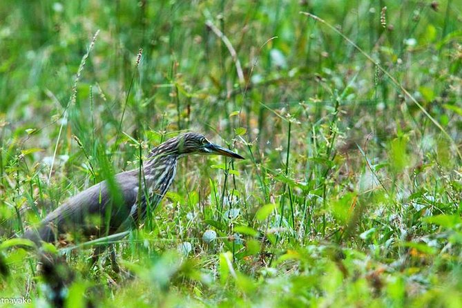 Exclusive : Muthurajawela Bird Watching Tour - The Sum Up
