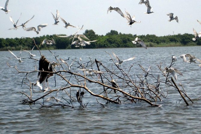 Exclusive : Muthurajawela Bird Watching Tour - FAQs