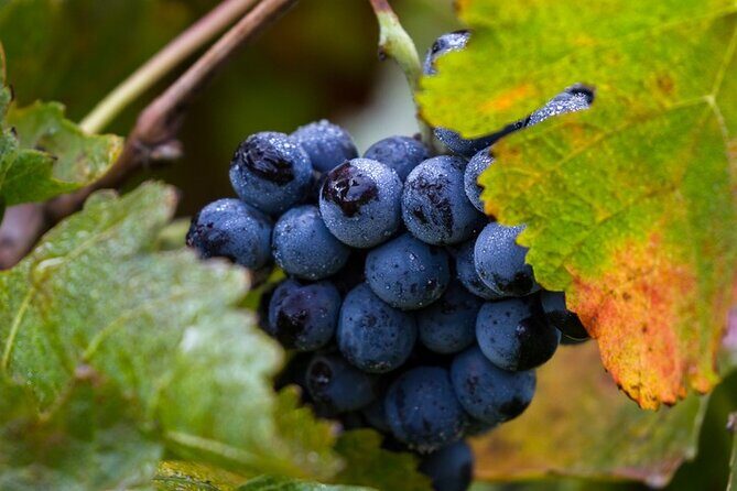 Exclusive Napa Valley Wine Tour - Key Points