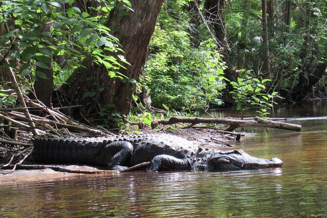 Exclusive Nature Escape Kayak Adventure on Blackwater Creek - Who Will Love This Tour?