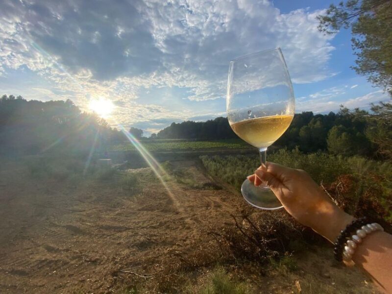 Exclusive Penedes wine tour & brunch in the vineyard - Review of the Exclusive Penedes Wine Tour & Brunch in the Vineyard