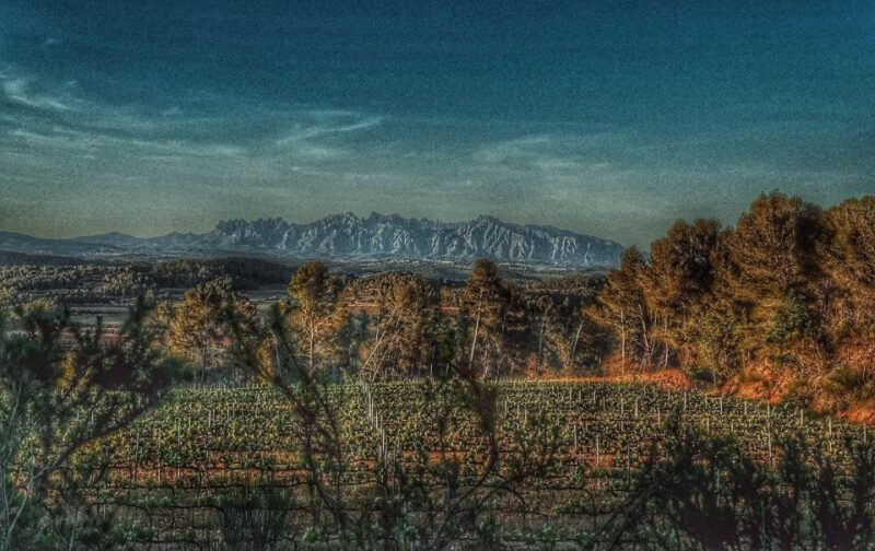 Exclusive Penedes wine tour & brunch in the vineyard - Authenticity and Unique Features