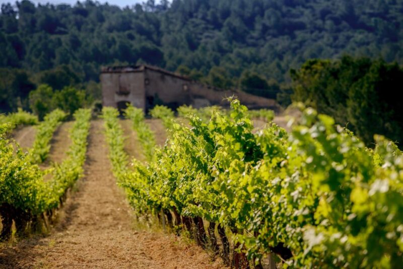 Exclusive Penedes wine tour & brunch in the vineyard - FAQ