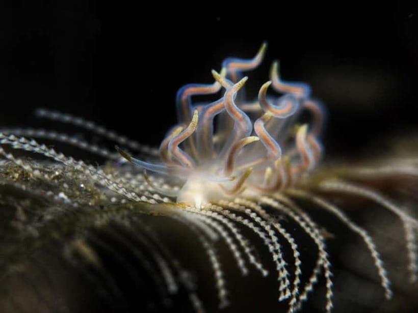 Exclusive private dive guide and underwater photography - Key Points