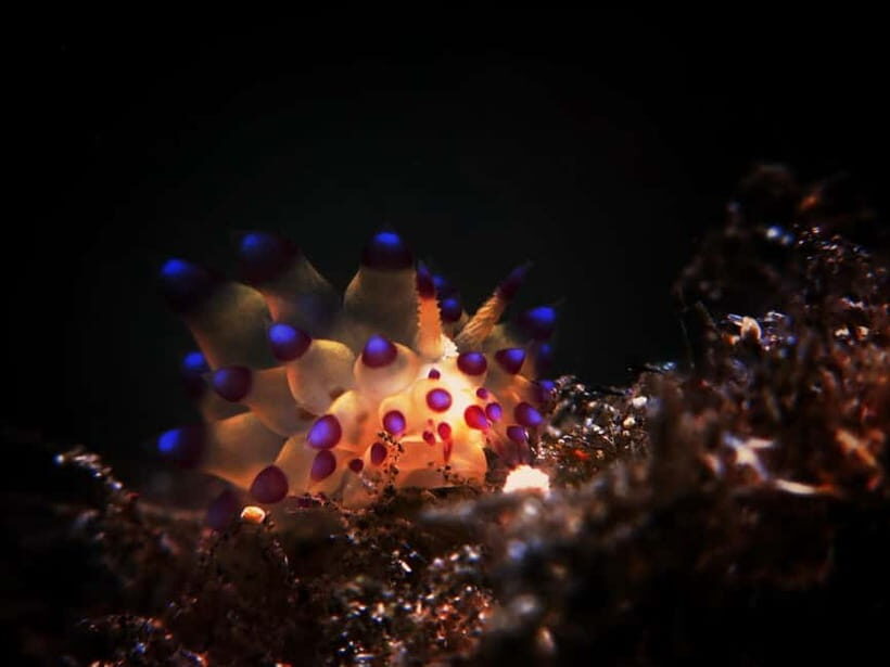 Exclusive private dive guide and underwater photography - The itinerary: what to expect