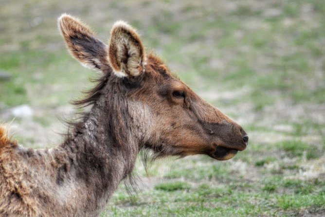 Exclusive Private Yellowstone Adventure: Explore The Lower Loop - Value for Money