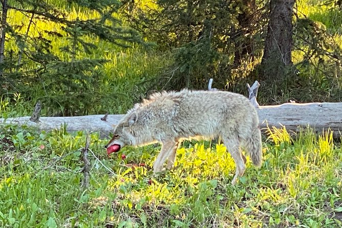 Exclusive Private Yellowstone Adventure: Explore The Lower Loop - The Sum Up