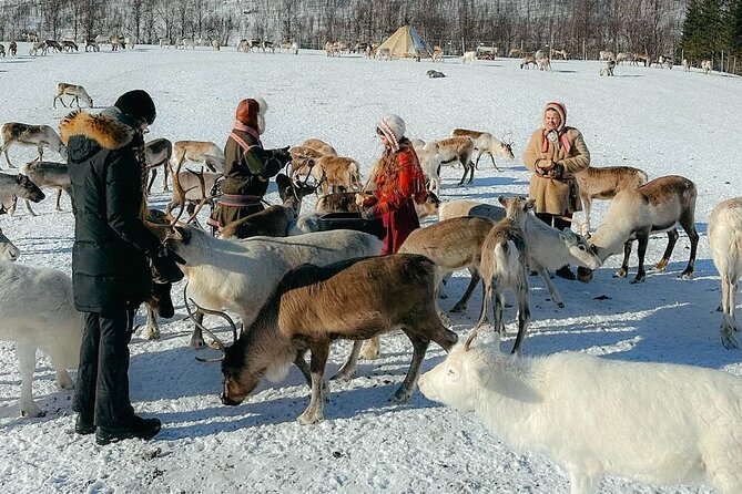 Exclusive Reindeers Experience in Small Groups, Tromso - Convenient Meeting and Pickup Details