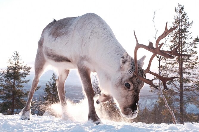 Exclusive Reindeers Experience in Small Groups, Tromso - Immersive Cultural Insights and Activities