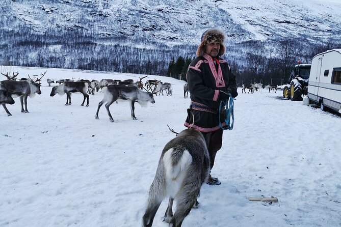 Exclusive Reindeers Experience in Small Groups, Tromso - Connecting With the Sami Culture and Reindeer