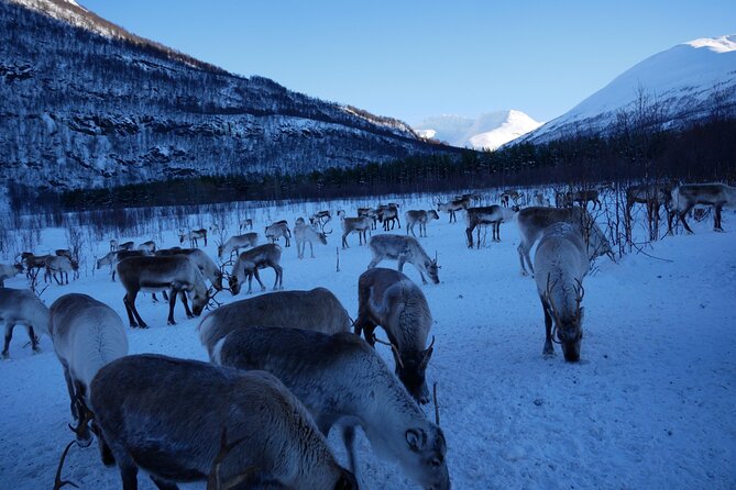 Exclusive Reindeers Experience in Small Groups, Tromso - Why Choose the Exclusive Reindeers Experience