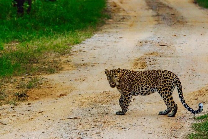 Exclusive Safari at Jhalana Leopard Park Including Transfers - Analyzing the Value of This Safari