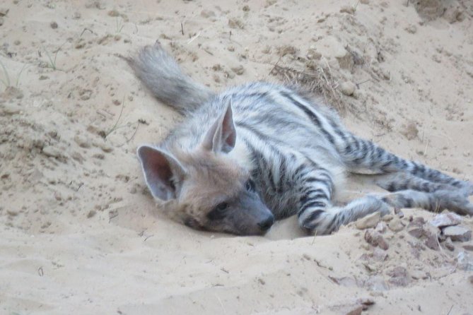 Exclusive Safari at Jhalana Leopard Park Including Transfers - Practical Tips for Future Visitors