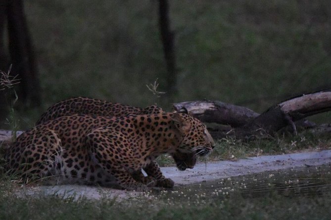 Exclusive Safari at Jhalana Leopard Park Including Transfers - Final Thoughts on the Jhalana Leopard Safari