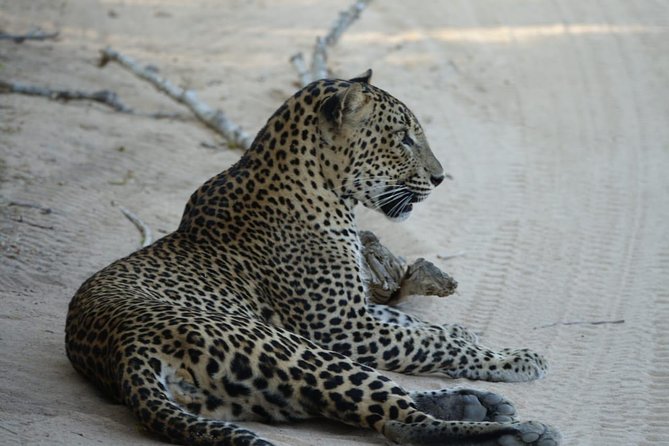 Exclusive Safari at Jhalana Leopard Park Including Transfers - Frequently Asked Questions