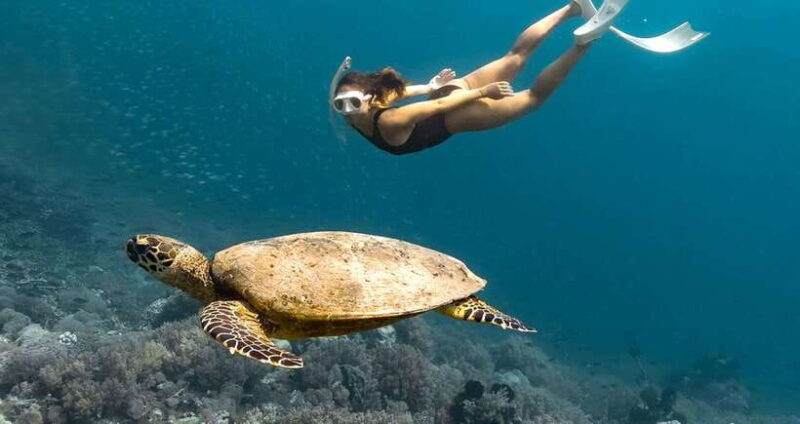 Exclusive Snorkeling Experience to Gili Gede and 4 Gilis - What You Can Expect from This Full-Day Snorkeling Tour