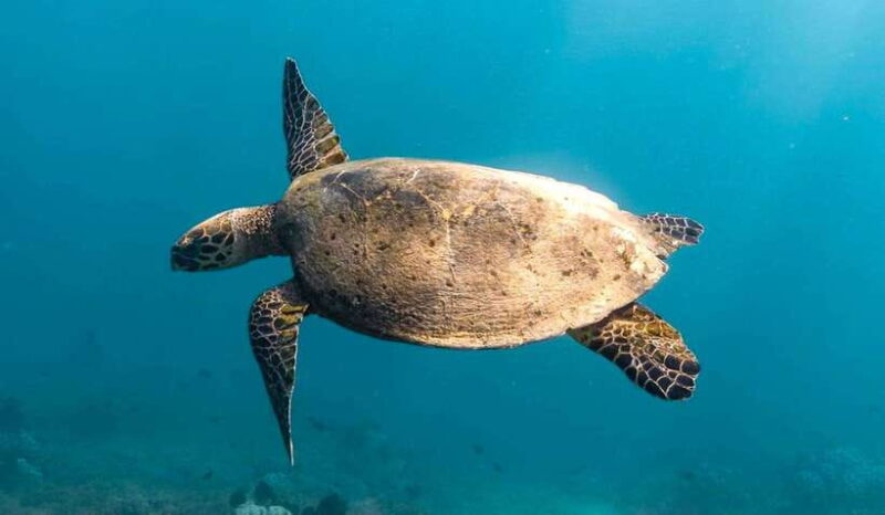 Exclusive Snorkeling Experience to Gili Gede and 4 Gilis - Who Should Consider This Tour?