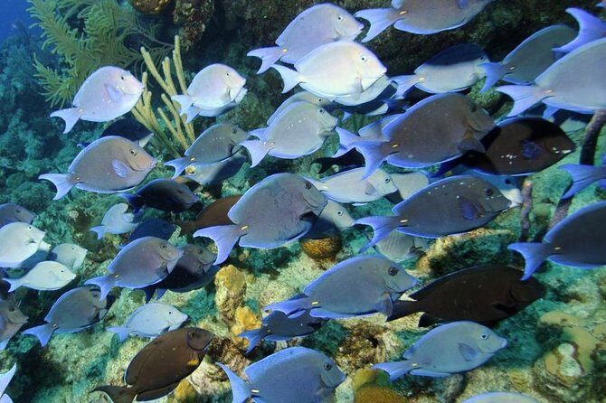 Exclusive Supreme Snorkeling Tour - Introduction: What to Expect from the Supreme Snorkeling Tour