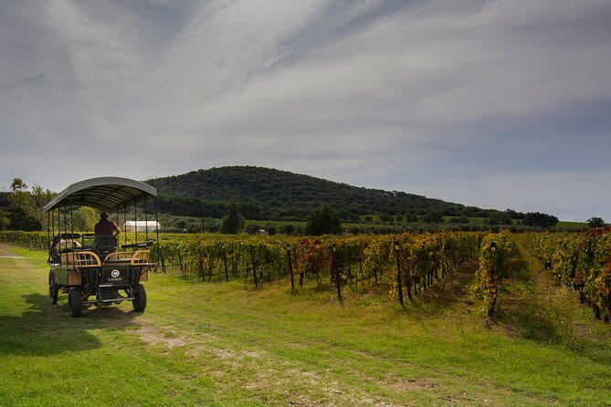 Exclusive Suvereto tour from Florence: Land of Elisa Bonaparte - The Full Experience: Exploring the Itinerary