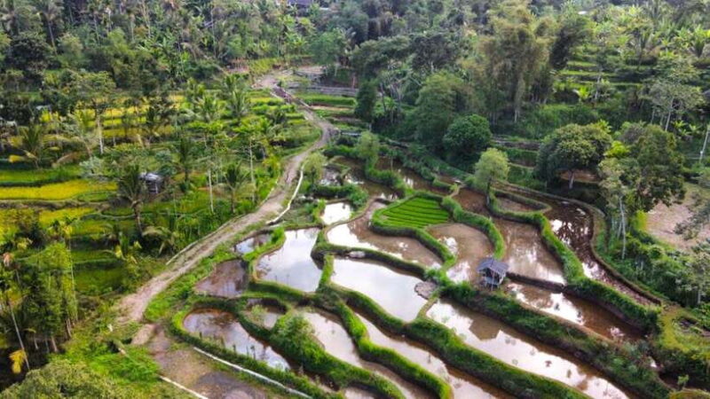 Exclusive Tetebatu: Waterfall, Rice Fields, Monkey & Weaving - Authentic Experiences and Genuine Value