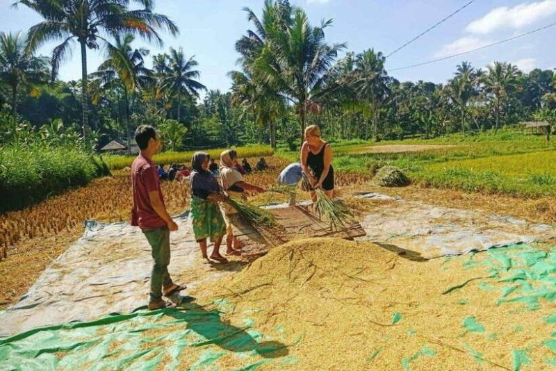 Exclusive Tetebatu: Waterfall, Rice Fields, Monkey & Weaving - Who Should Consider This Tour?